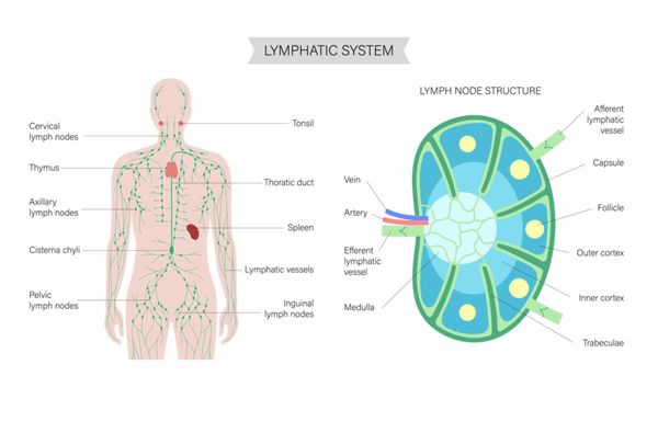Lymphatic System Anatomy Explained: Structure & Function | Interactive ...